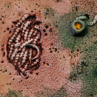 Creeping Infection - Round Bases – Elrik's Hobbies